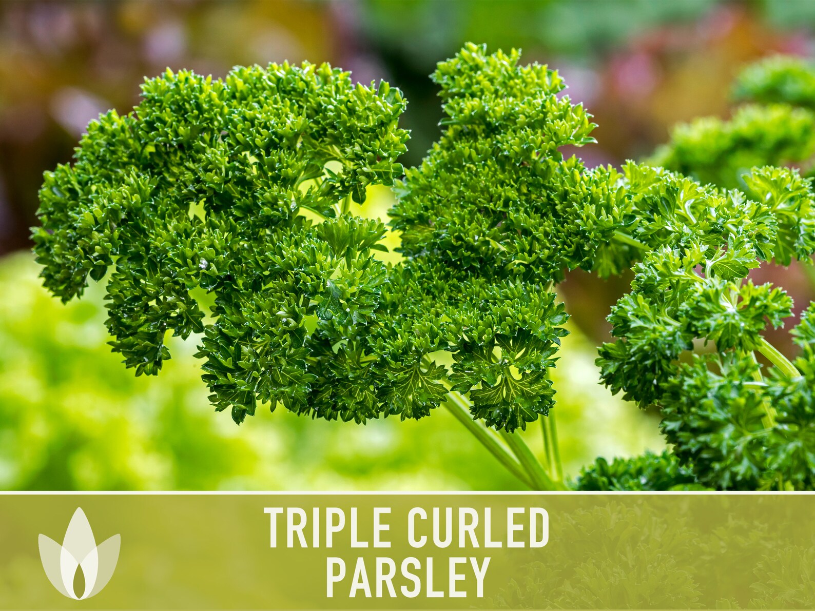 Triple Curled Parsley Herb Heirloom Seeds Moss Curled - Etsy