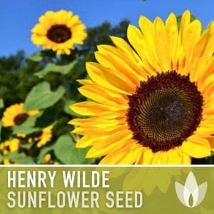 Henry Wilde Sunflower Seeds – Heirloom, Open Pollinated, Non-gmo - Etsy