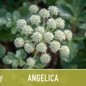 Angelica Heirloom Herb Seeds - Holy Ghost, Medicinal Herb, Culinary ...
