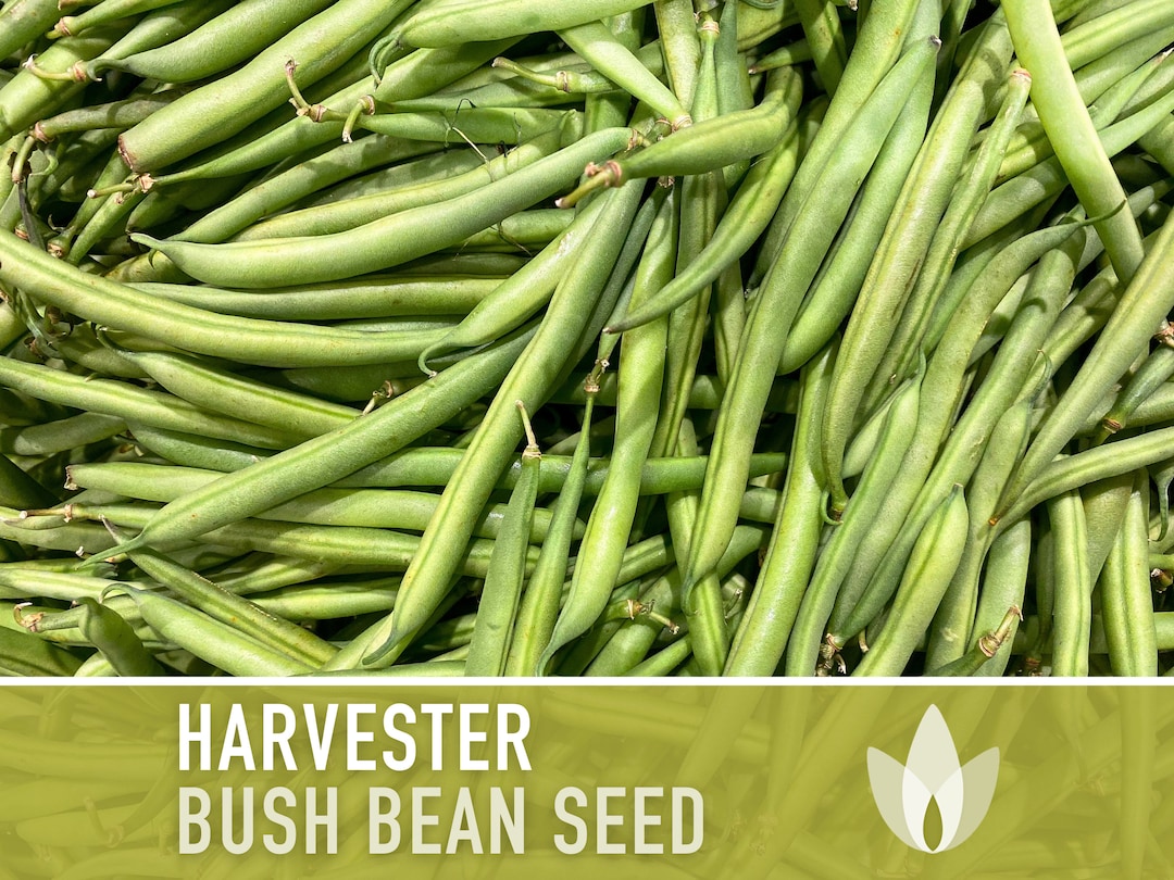 Harvester Bush Bean Seeds - Heirloom Seeds, Stringless, High Yield ...
