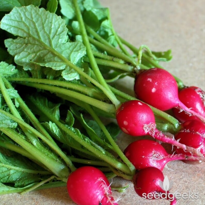 Cherry Belle Radish Heirloom Seeds - Etsy