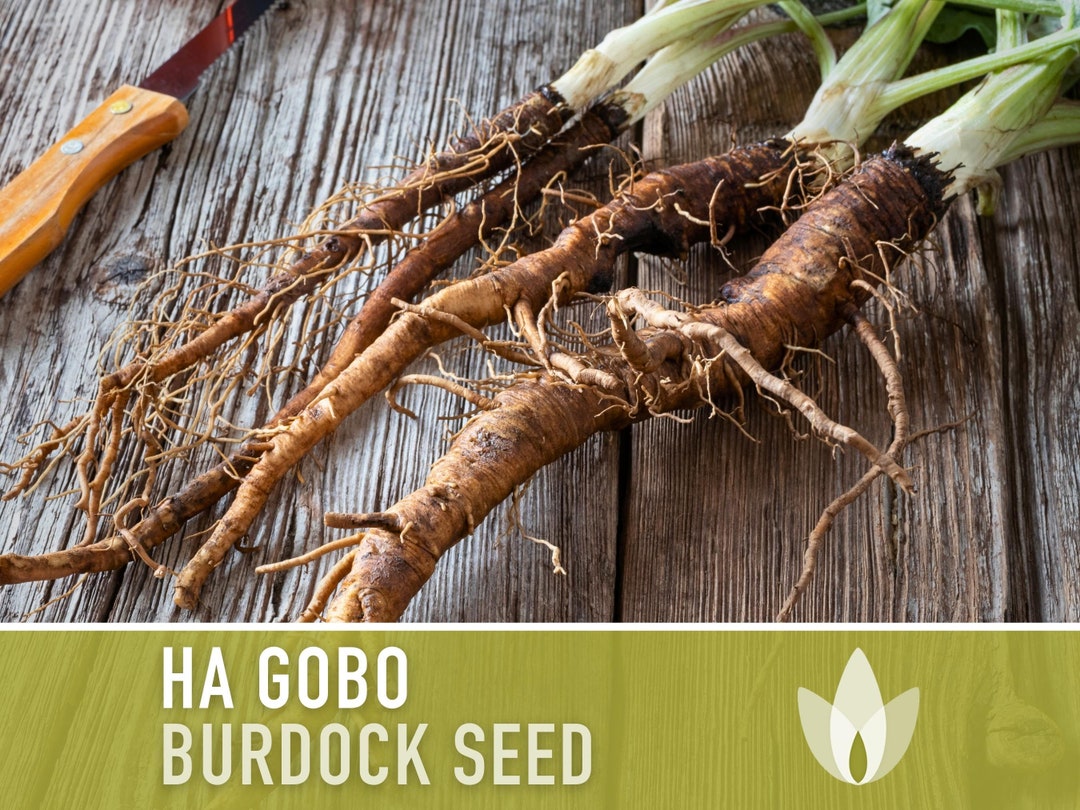 Ha Gobo Burdock Seeds - Heirloom Seeds, Medicinal Herb, Culinary Herb ...