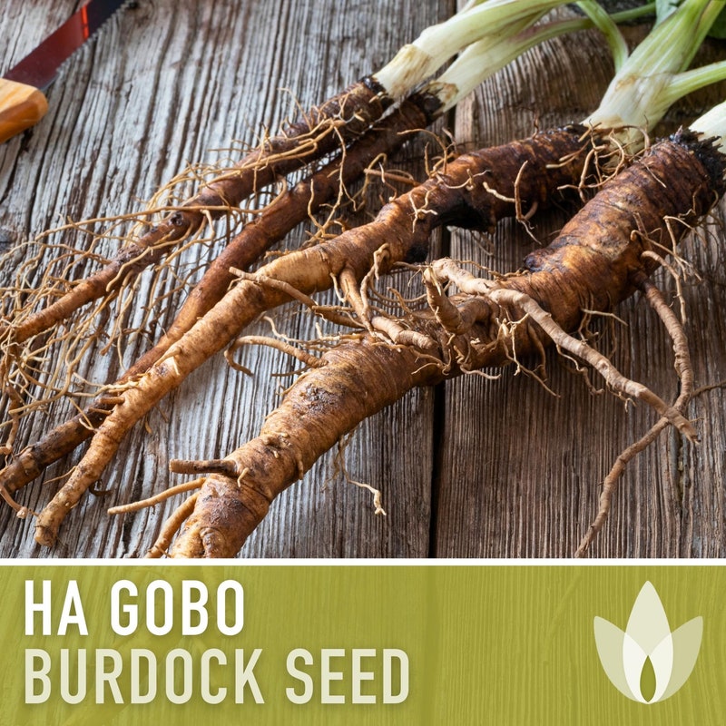 Gobo - Etsy