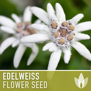 Edelweiss Flower Seeds - Heirloom Seeds, Alpine Wildflower, Ground ...