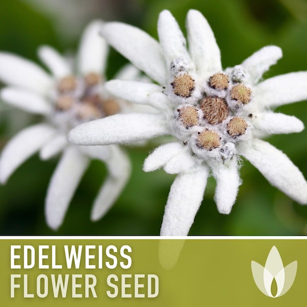 Edelweiss Flowers - Etsy