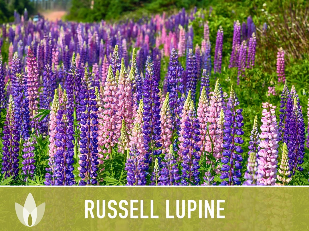Lupine Russell Flower Seeds Heirloom Seeds Vibrant Showy - Etsy