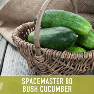 Spacemaster 80 Bush Cucumber Seeds | 30+ Seeds, Heirloom, Disease ...