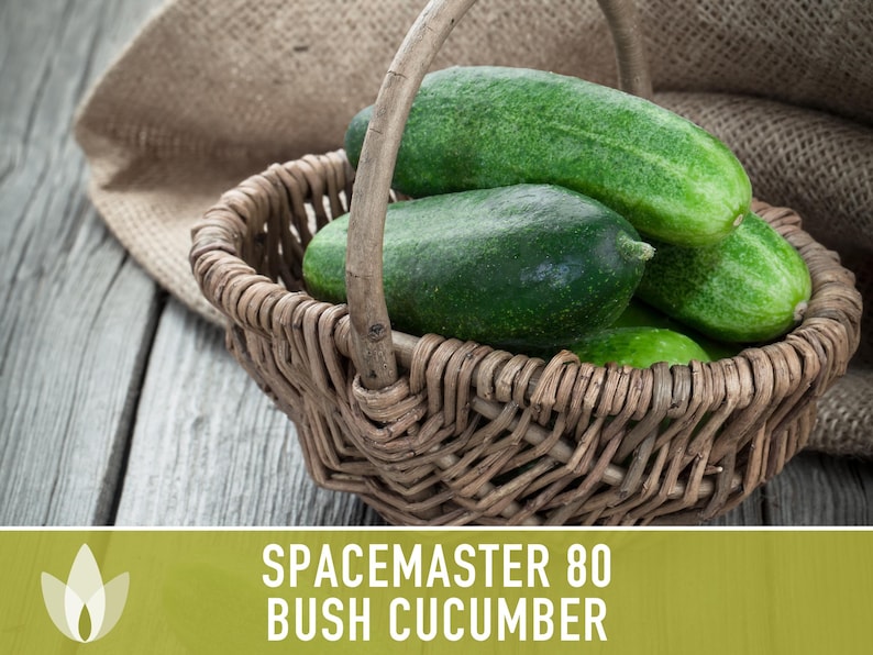 Spacemaster 80 Bush Cucumber Seeds - Heirloom Seeds, Disease Resistant ...
