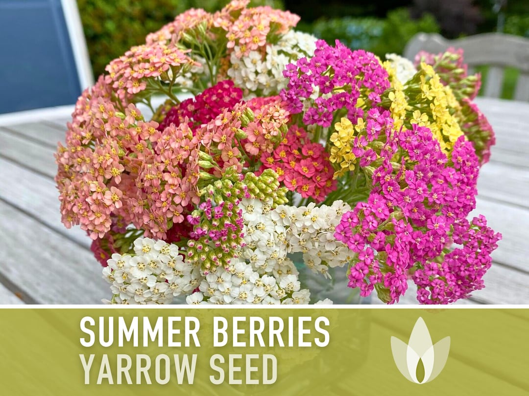 Yarrow, Summer Berries Seed Mix - 50 Heirloom Flower Seeds, Vibrant ...