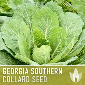 Georgia Southern Collards Heirloom Seeds - Collard Greens, Heat ...