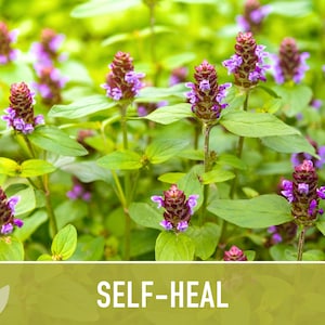 Self Heal Herb Seeds - Heirloom, Heart-of-the-earth, Herbal Remedy ...