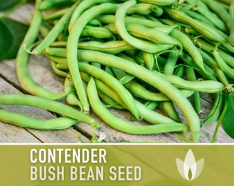 Small Red Chili, Dry Bush Bean, Heirloom Seeds, Open Pollinated Garden ...