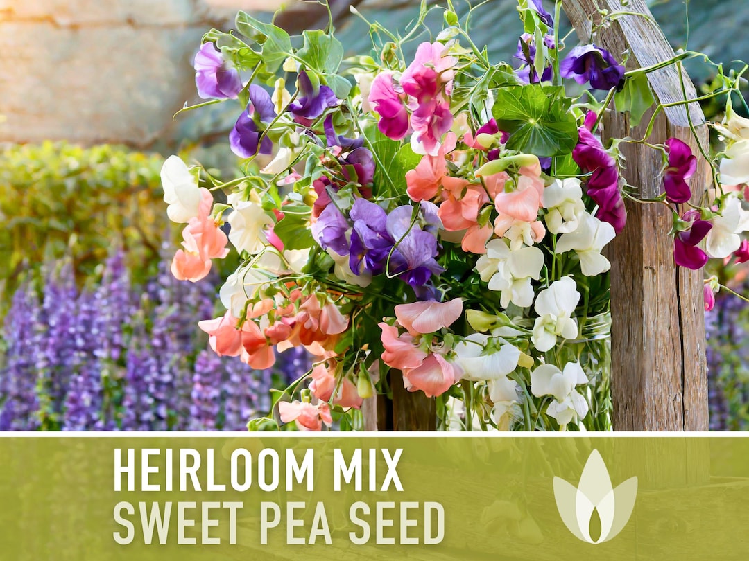 Sweet Pea, Heirloom Seed Mix - 25 Seeds - Heirloom Flower Seeds, Cottage Garden, Container ...