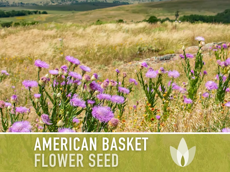 American Basket Flower Seeds – Heirloom Centaurea Americana, Native ...