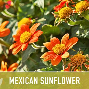 Mexican (torch) Sunflower Seeds - Heirloom Seeds, Torch Sunflower, AAS Winner, Heat Loving ...