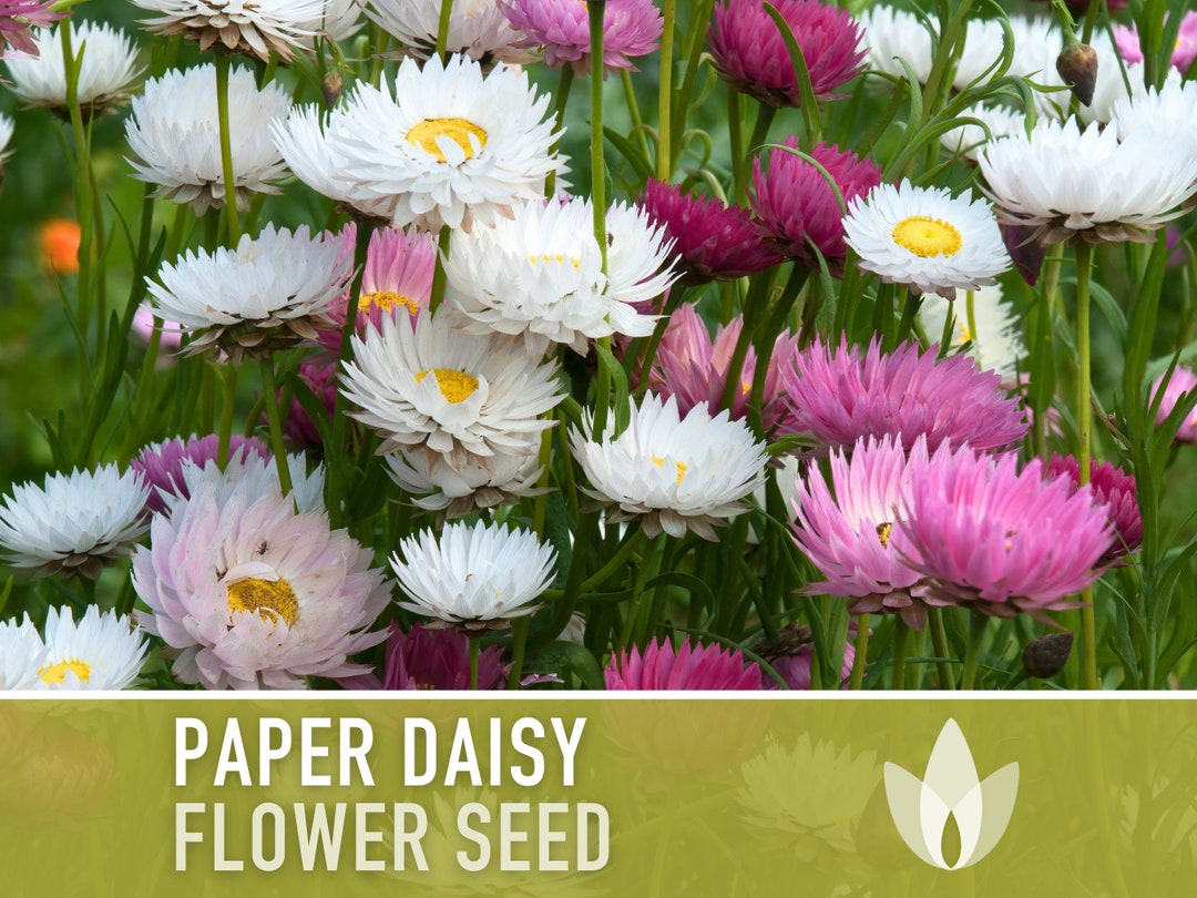 Paper Daisy Flower Seeds - Heirloom Seeds, Everlasting Flowers, Cut ...
