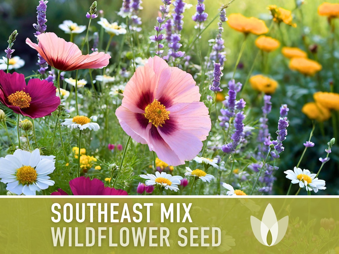 Southeast Wildflower Seed Mix - 100+ Heirloom Seeds, Southeast ...