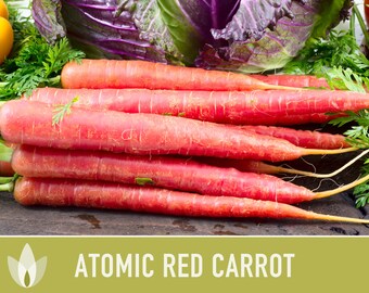 Atomic Red Carrot Seeds Organic - Etsy