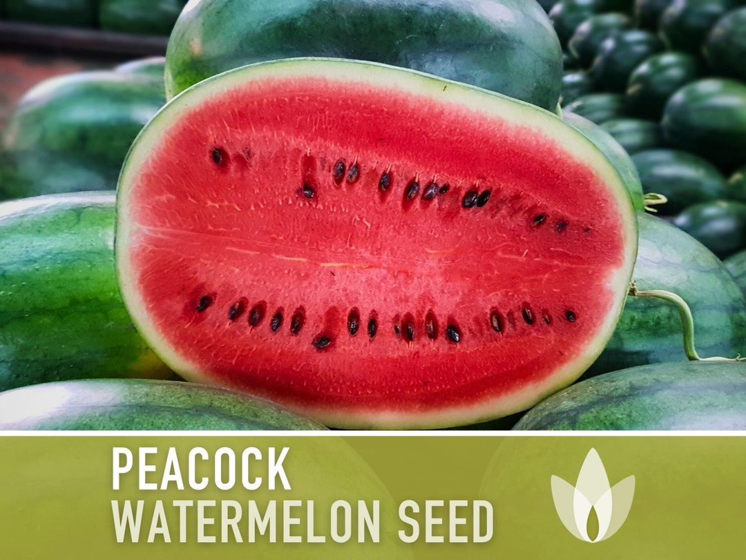 Peacock Watermelon Seeds - Heirloom Seeds, Large 25+lb Oval Fruit, Red ...