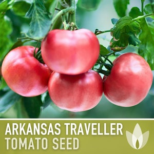 Arkansas Traveler Tomato - Heirloom Seeds, Indeterminate Tomato, Heat ...