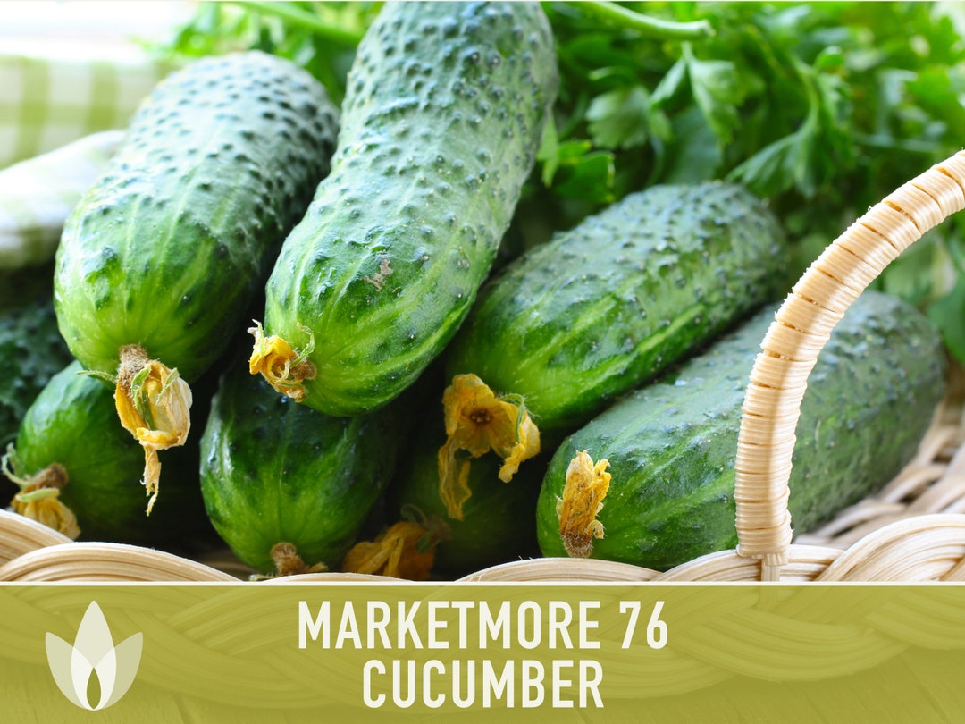 Marketmore 76 Cucumber Heirloom Seeds - Etsy