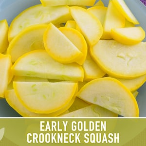 Early Golden Crookneck Summer Squash Heirloom Seeds - Prolific, Buttery ...