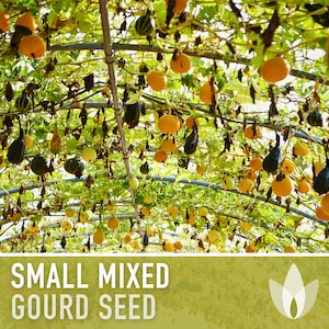 Small Mixed Gourd Seeds - Heirloom Seeds, Perennial, Desert Native ...