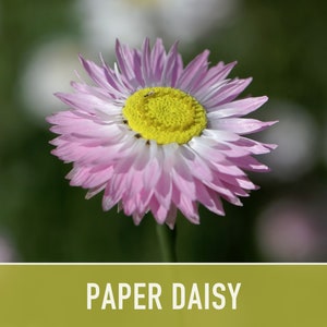 Paper Daisy Flower Seeds - Heirloom Seeds, Everlasting Flowers, Cut ...