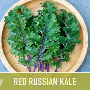 Red Russian Kale Heirloom Seeds - Etsy