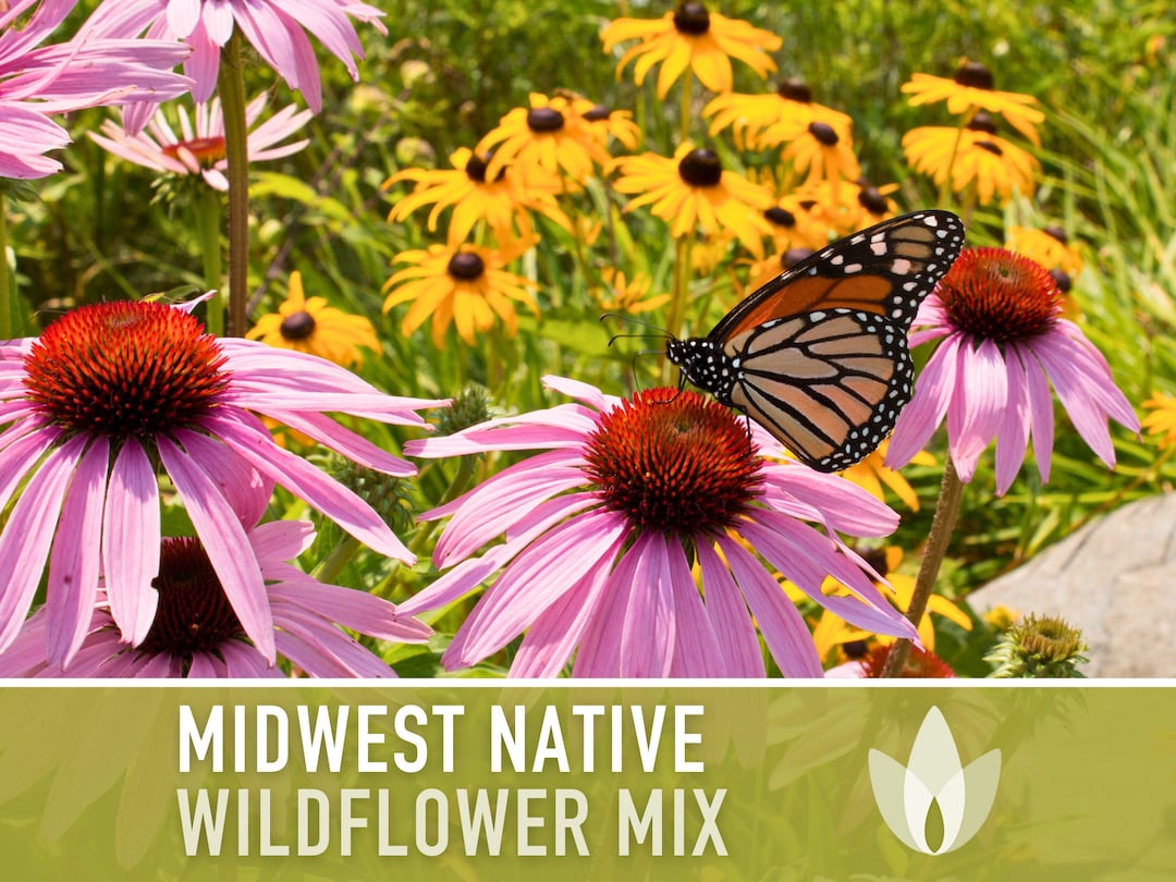 Midwest Native Wildflower Seeds Mix, Heirloom - Etsy