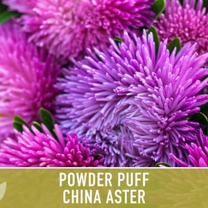 Aster, Powder Puff Flower Seeds - Heirloom Seeds, China Aster, Fluffy ...