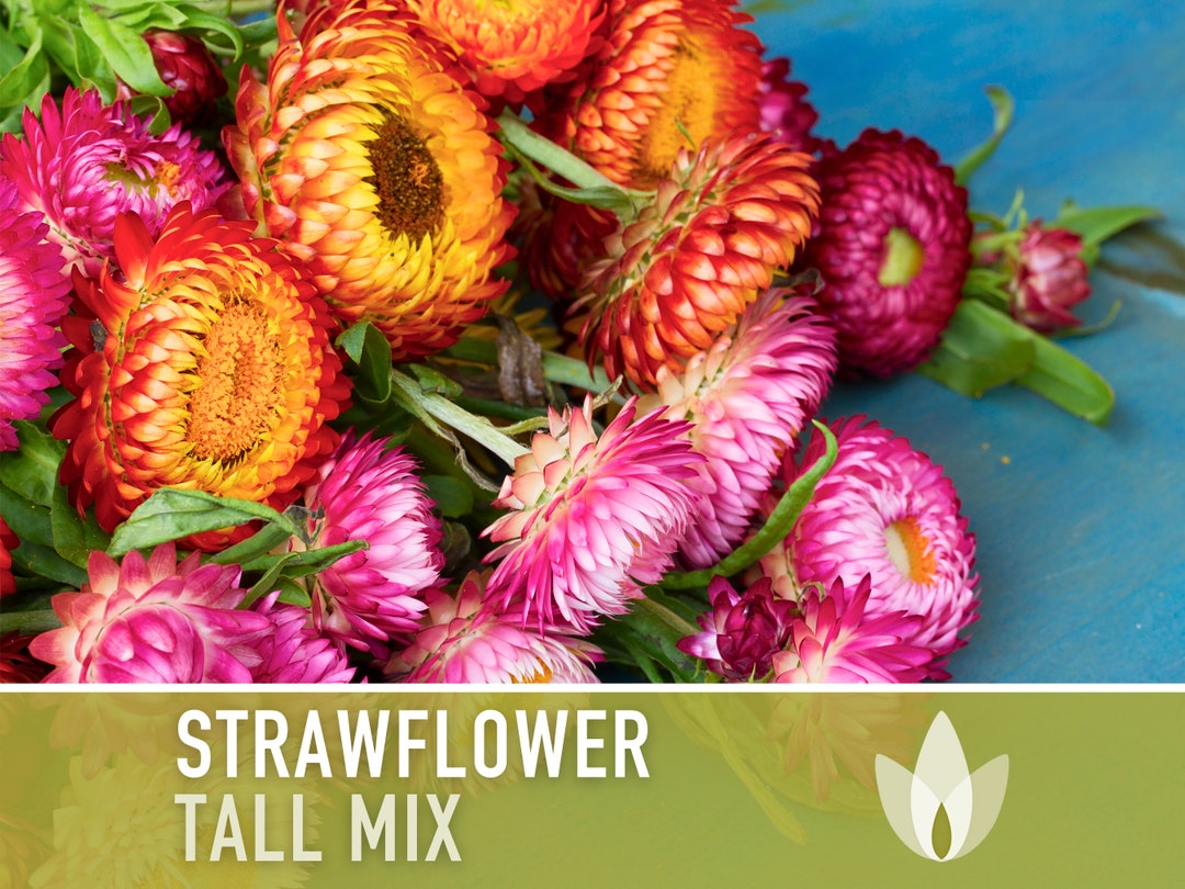 Strawflower, Tall Mix Heirloom Seeds - Flower Seeds, Cut Flower, Dried ...