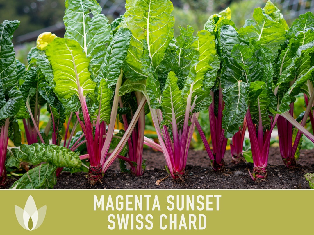 Swiss Chard Magenta Sunset Seeds Heirloom Seeds High - Etsy