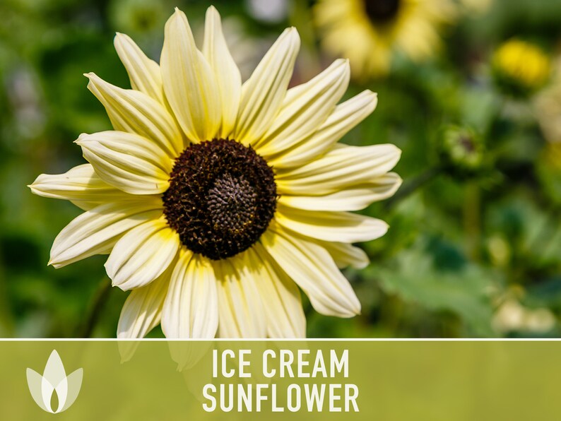 Ice Cream Sunflower Seeds – Heirloom Helianthus, Cream & Yellow - Etsy
