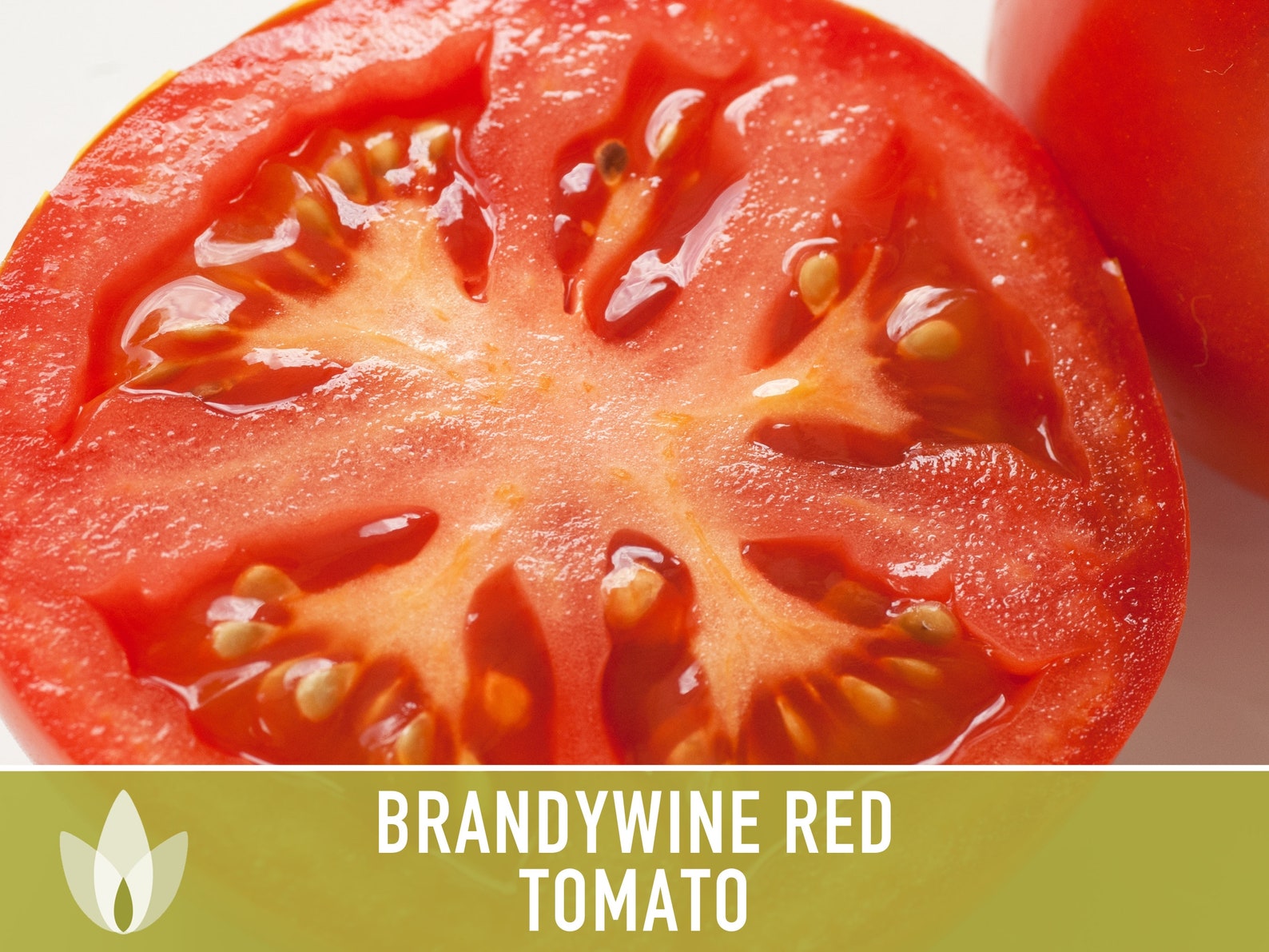 Brandywine Red Tomato Heirloom Seeds Jumbo Indeterminate - Etsy