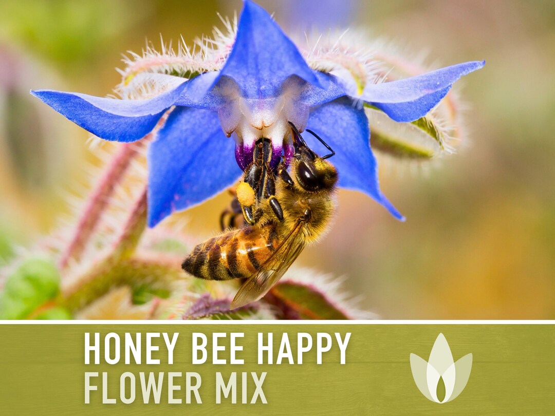 Honey Bee Happy Mix Heirloom Seeds, Flower Seeds, Wildflower - Etsy