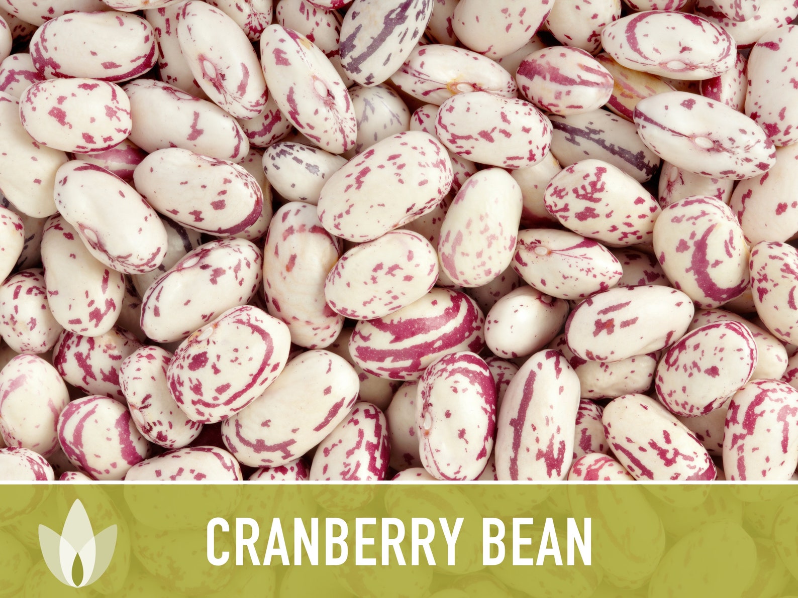 Cranberry Bean Seeds - Heirloom Bush Bean, Open Pollinated - Etsy