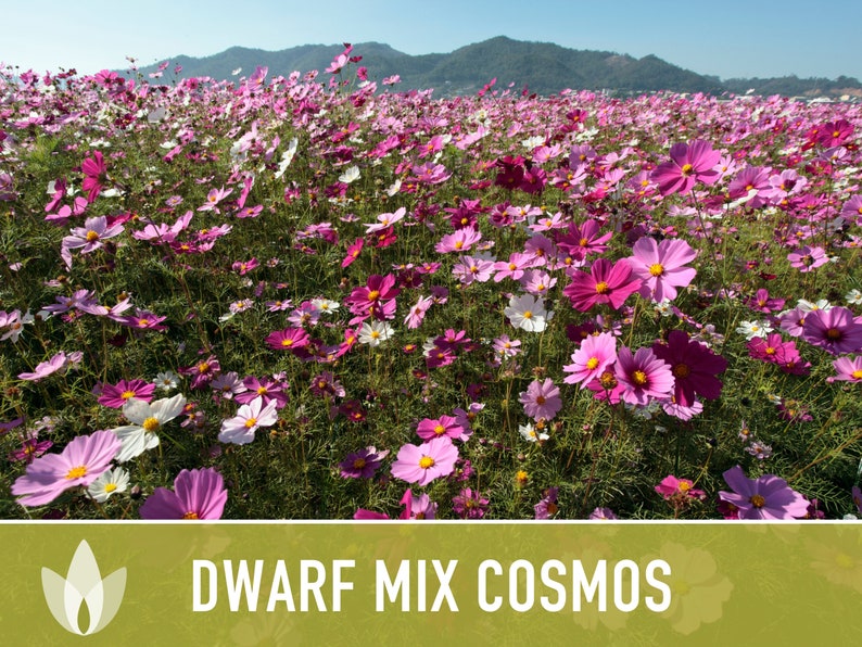 Dwarf Cosmos Flower Seeds, Heirloom Non-gmo, Cut Flowers - Etsy