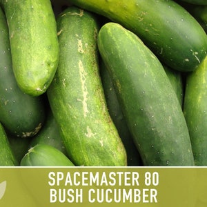 Spacemaster 80 Bush Cucumber Seeds Heirloom Seeds Disease - Etsy