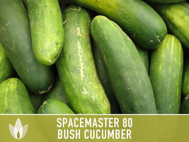 Spacemaster 80 Bush Cucumber Heirloom Seeds - Etsy