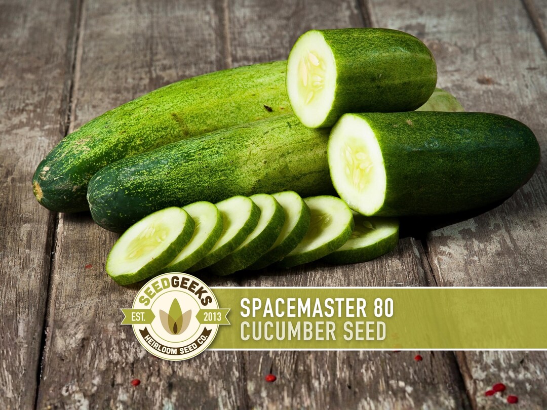 Spacemaster 80 Bush Cucumber Seeds | 30+ Seeds, Heirloom, Disease ...