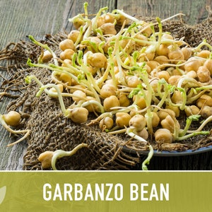 Heirloom Garbanzo Bean Seeds – Untreated, Open Pollinated - Etsy