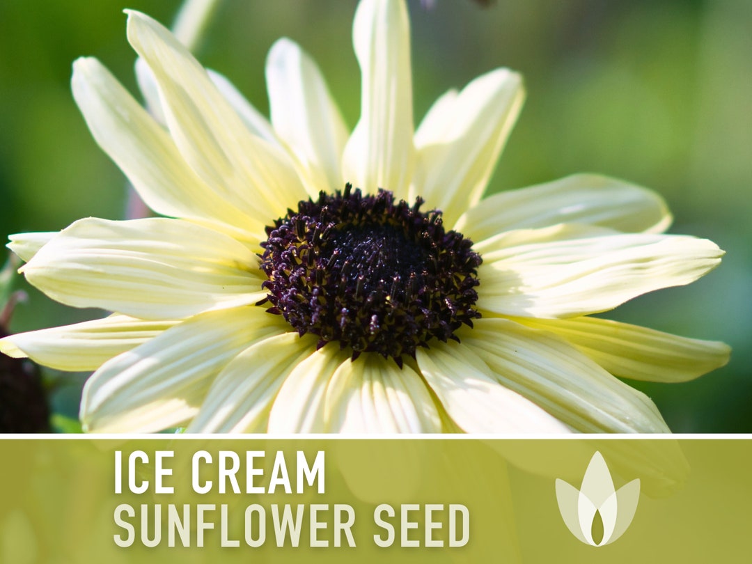 Ice Cream Sunflower Heirloom Seeds - Perennial Sunflower, Seed Packets ...