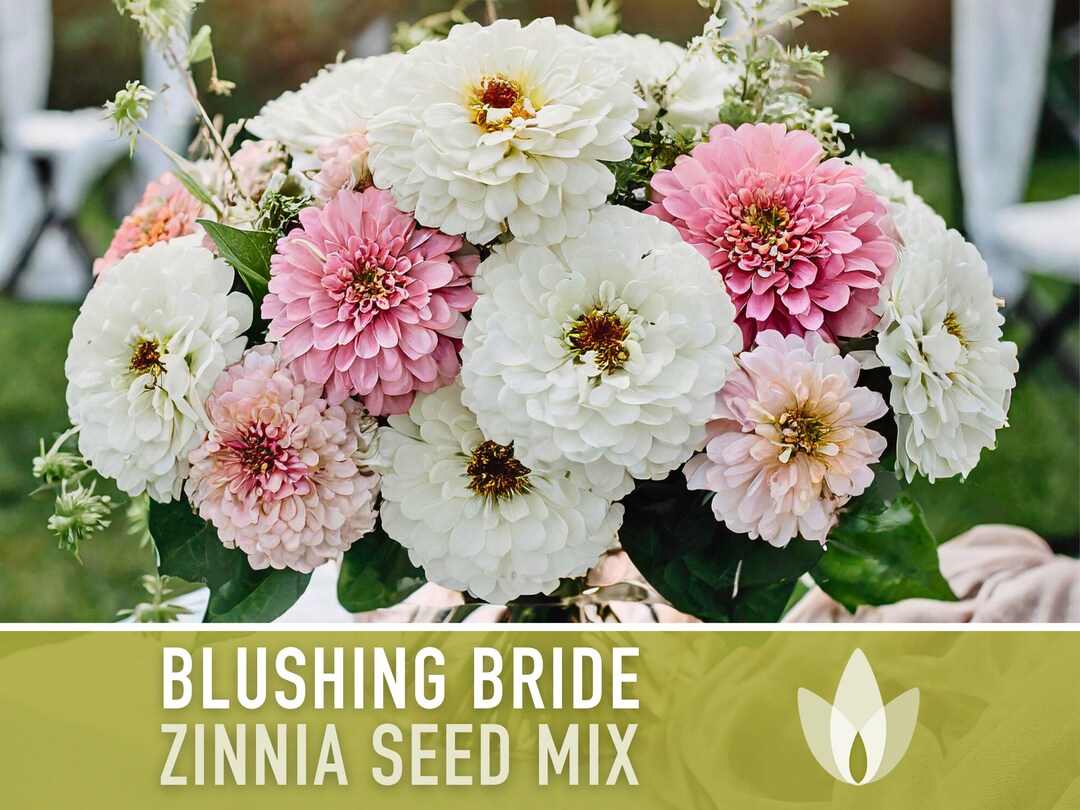 Zinnia, Blushing Bride Flower Seed Mix - Heirloom Seeds, Polar Bear ...