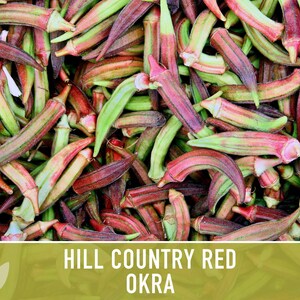 Hill Country Red Okra Seeds - Heirloom Seeds, Southern Texas Okra ...