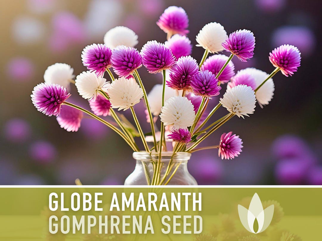 Gomphrena Globosa (globe Amaranth) Seed Mix - 50 Heirloom Flower Seeds ...