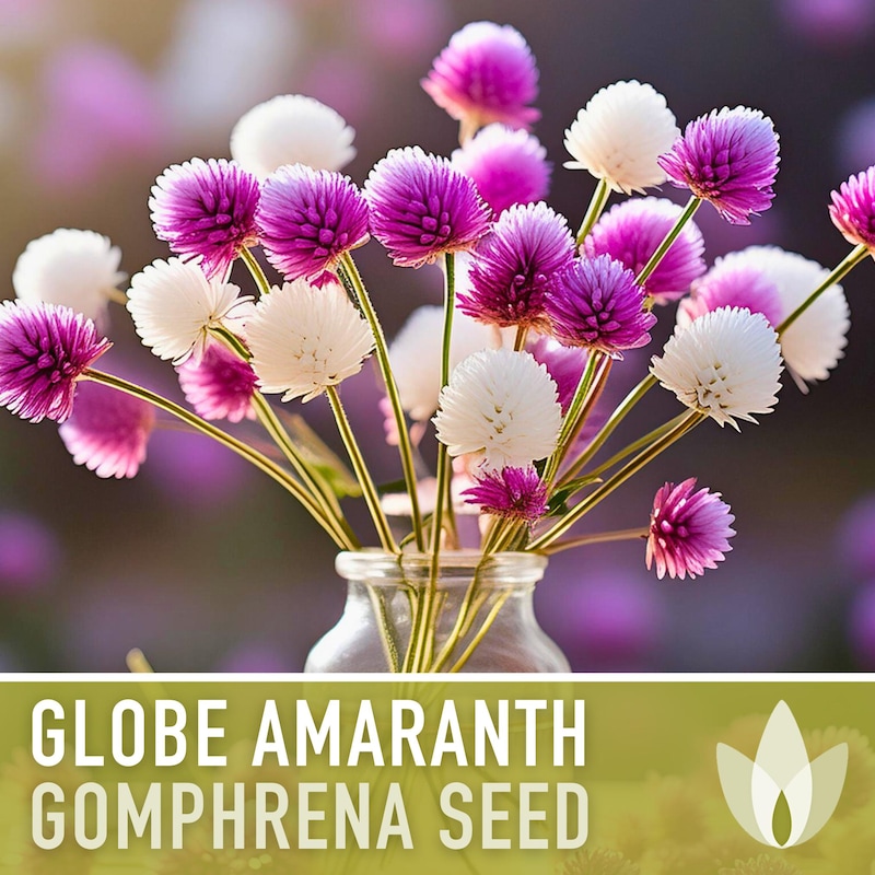 Rare Seeds Edible Plants - Etsy