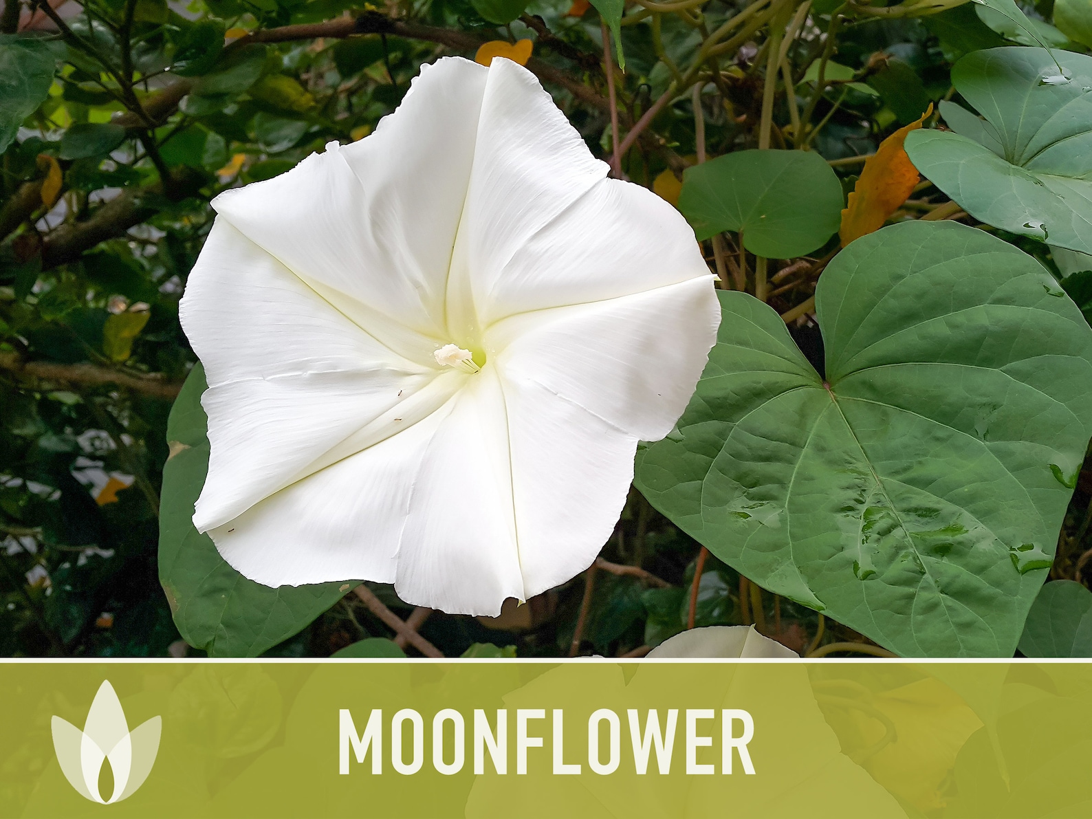 Moonflower Heirloom Flower Seeds Moon Vine Night Blooming - Etsy