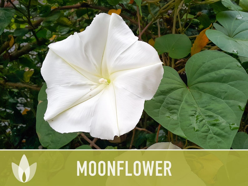 Moonflower Heirloom Flower Seeds Moon Vine Night Blooming - Etsy