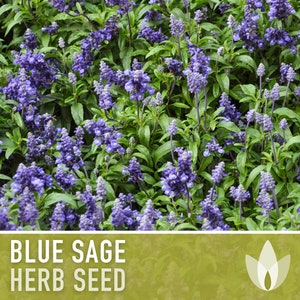Blue Sage Seeds - Azure Flowers, Medicinal Culinary Herb - Etsy